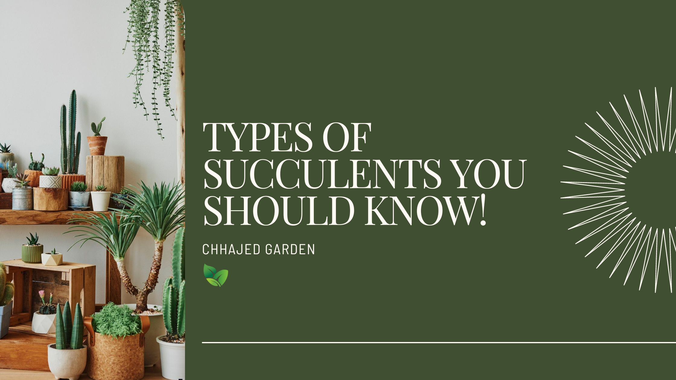 16 Types Of Succulents That You Should Know – ChhajedGarden.com