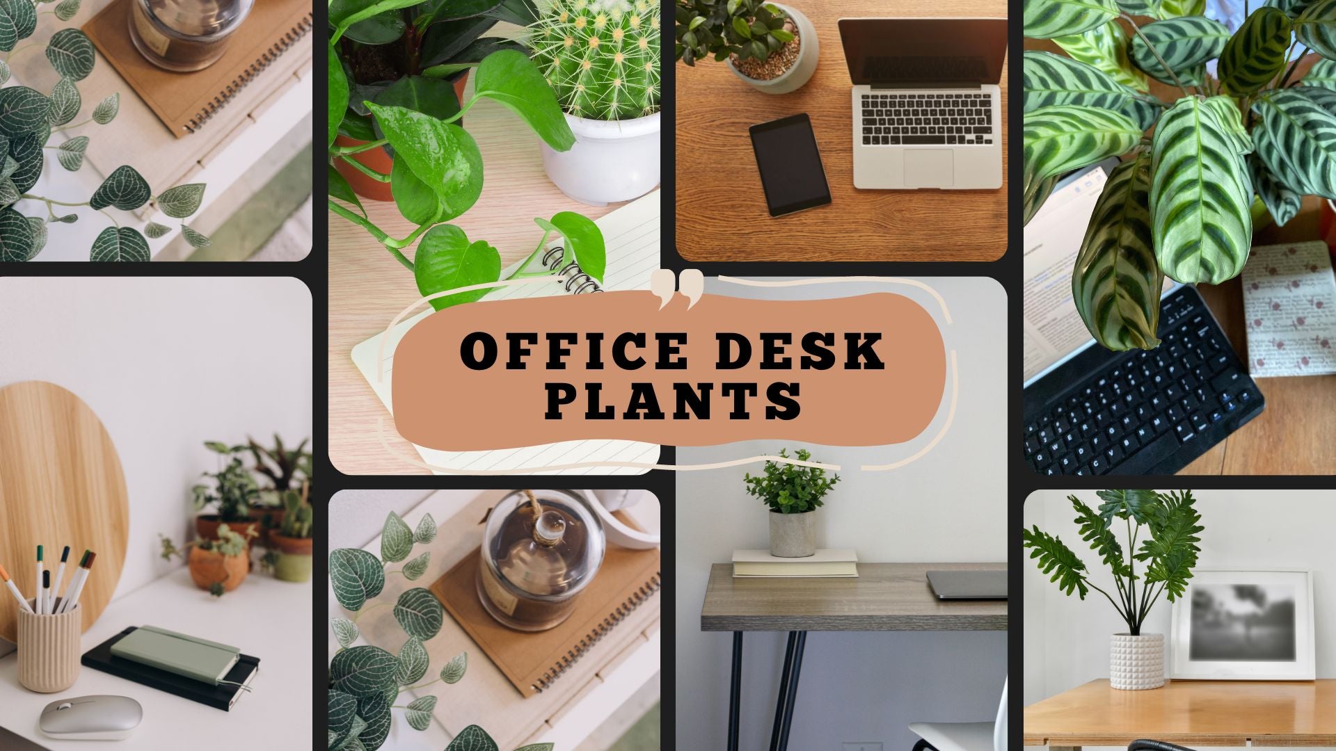 18 Desk Plants to Brighten your Workspace – ChhajedGarden.com