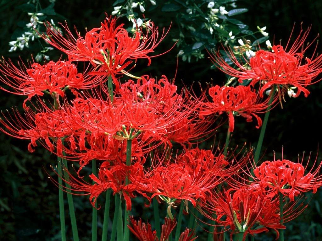 Lycoris Radiata Red (Nerine) Flower Bulbs (Pack of 6) – ChhajedGarden.com