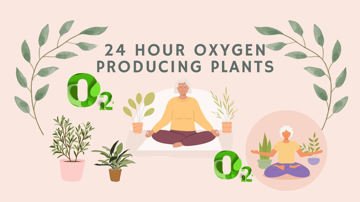 Plants That Produce Oxygen 24 Hours – ChhajedGarden.com