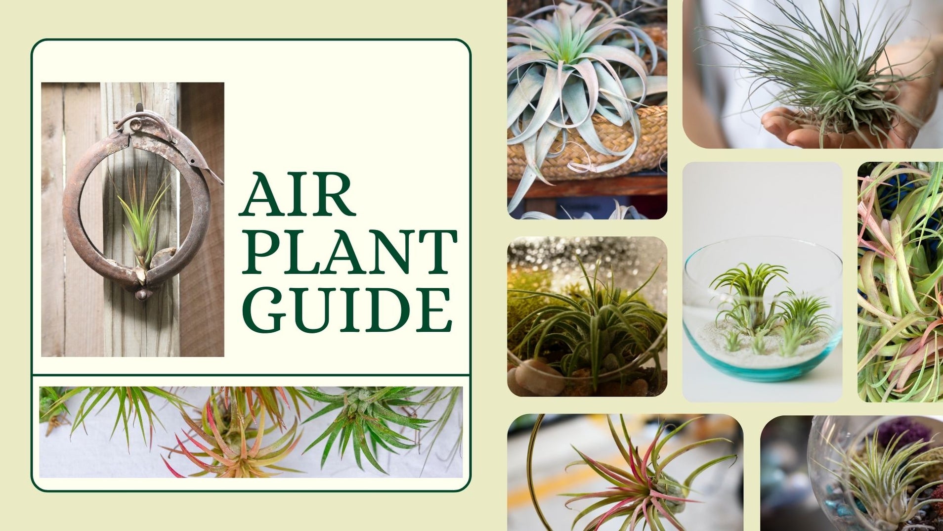 Air Plant Guide – ChhajedGarden.com