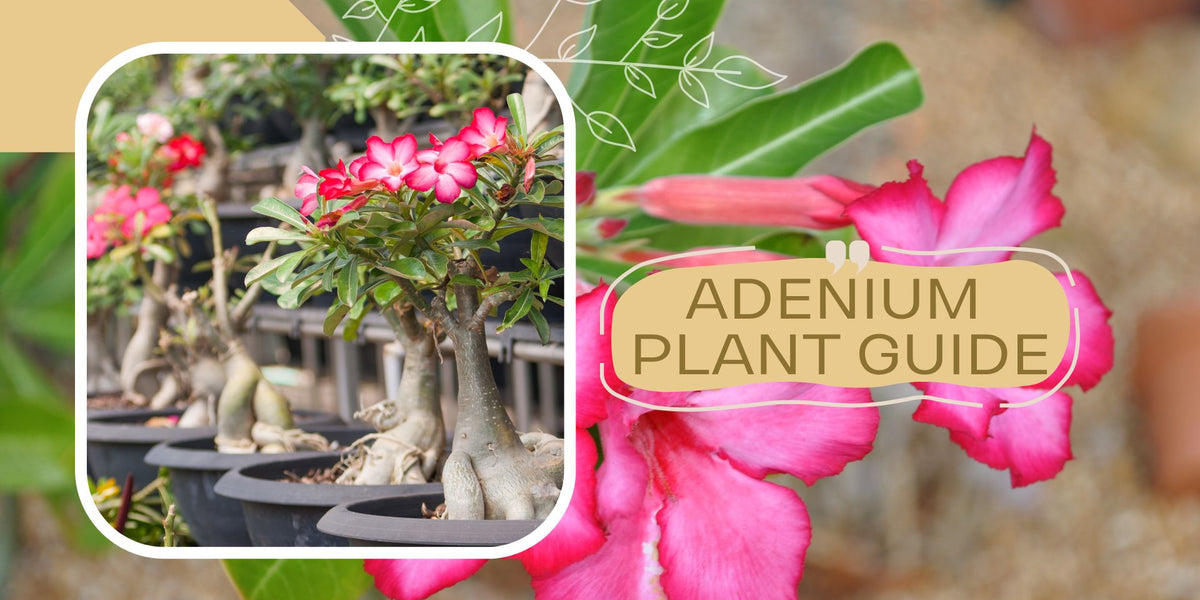 Adenium Plant Guide – ChhajedGarden.com