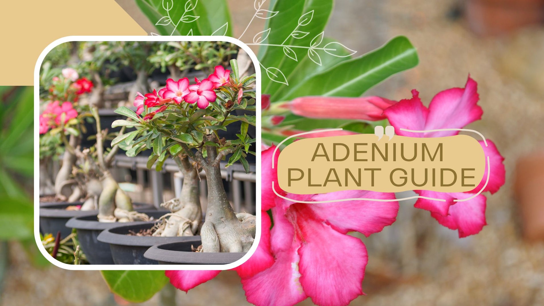 Adenium Plant Guide – ChhajedGarden.com