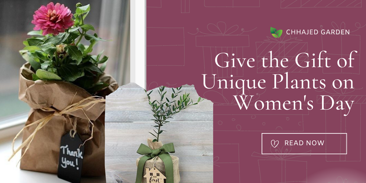 Give the Gift of Green: 10 Unique Plant Gift Ideas for Women's Day ...