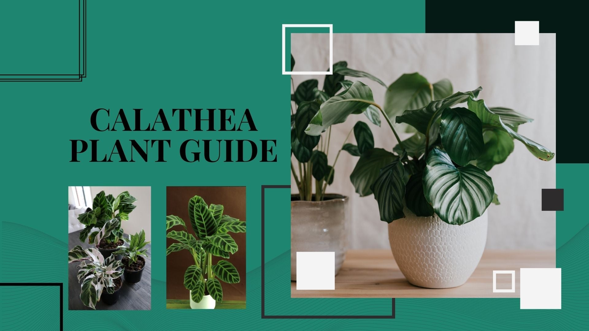 Calathea Plant Varieties