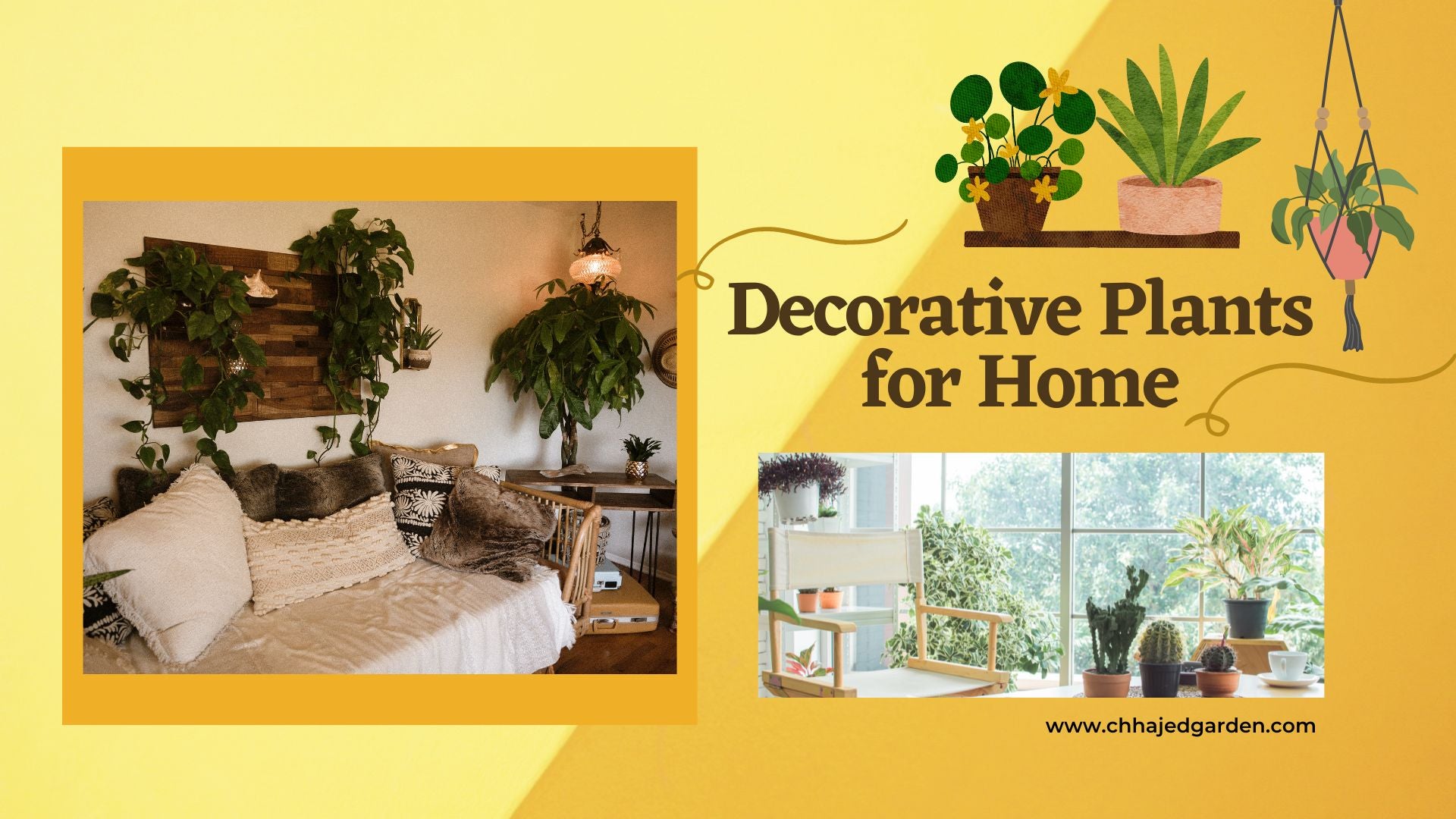 25+ decorative plants for home – ChhajedGarden.com