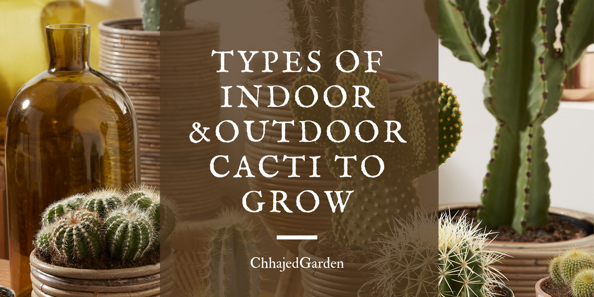 15 Indoor And Outdoor Cactus Plants For Your Home – ChhajedGarden.com