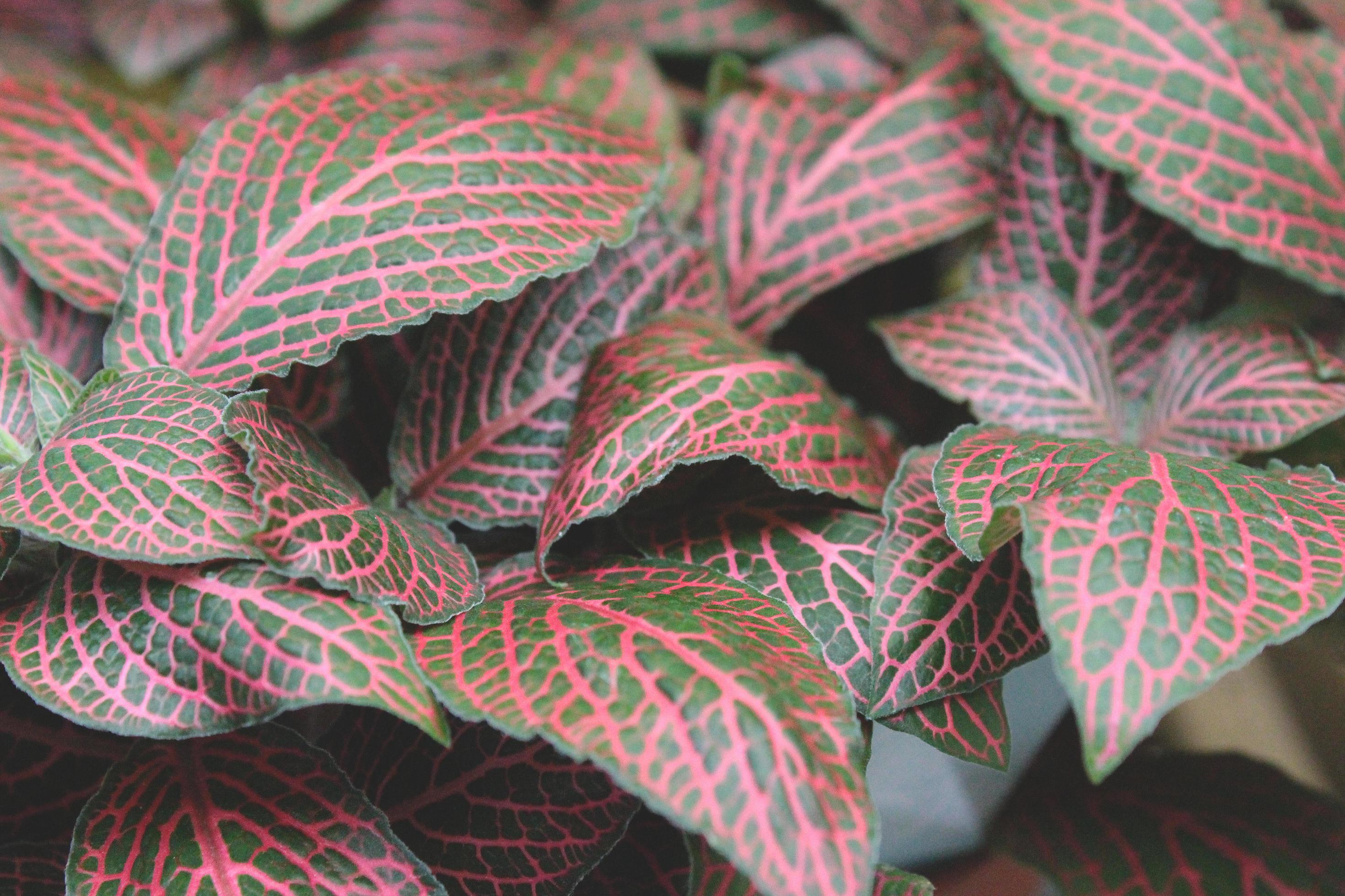5 important tips for Fittonia Plant Care – ChhajedGarden.com
