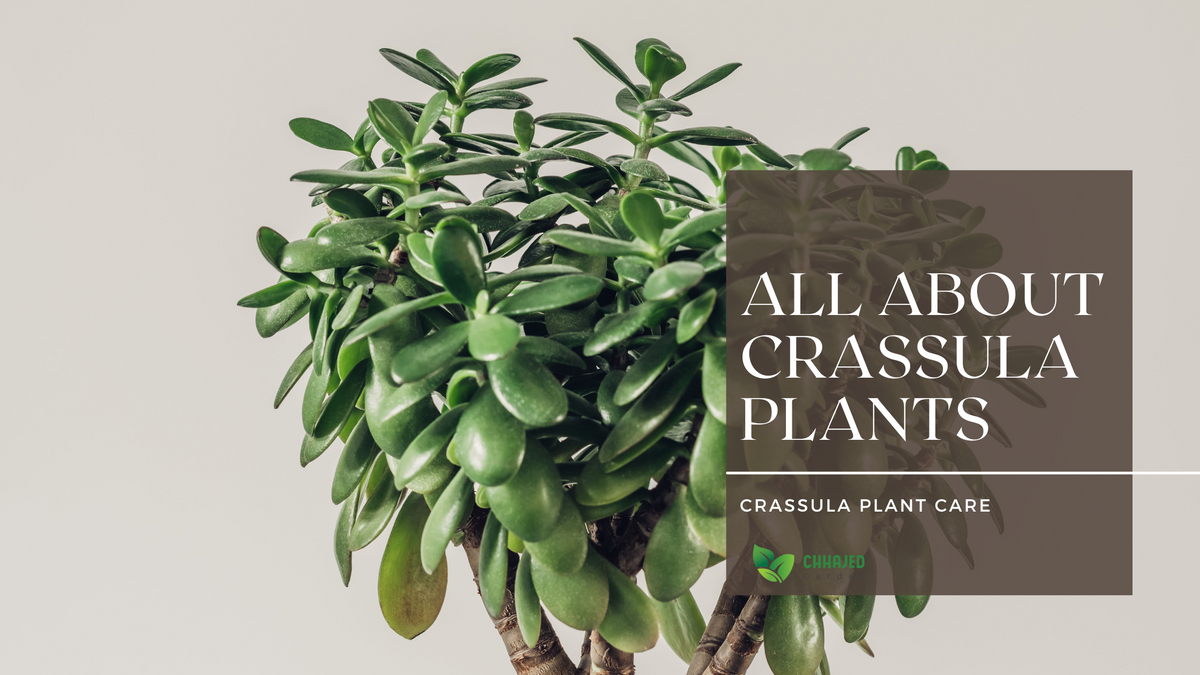 The Crassula Collection: A Guide To Types, Sub-Varieties, & How To Care ...
