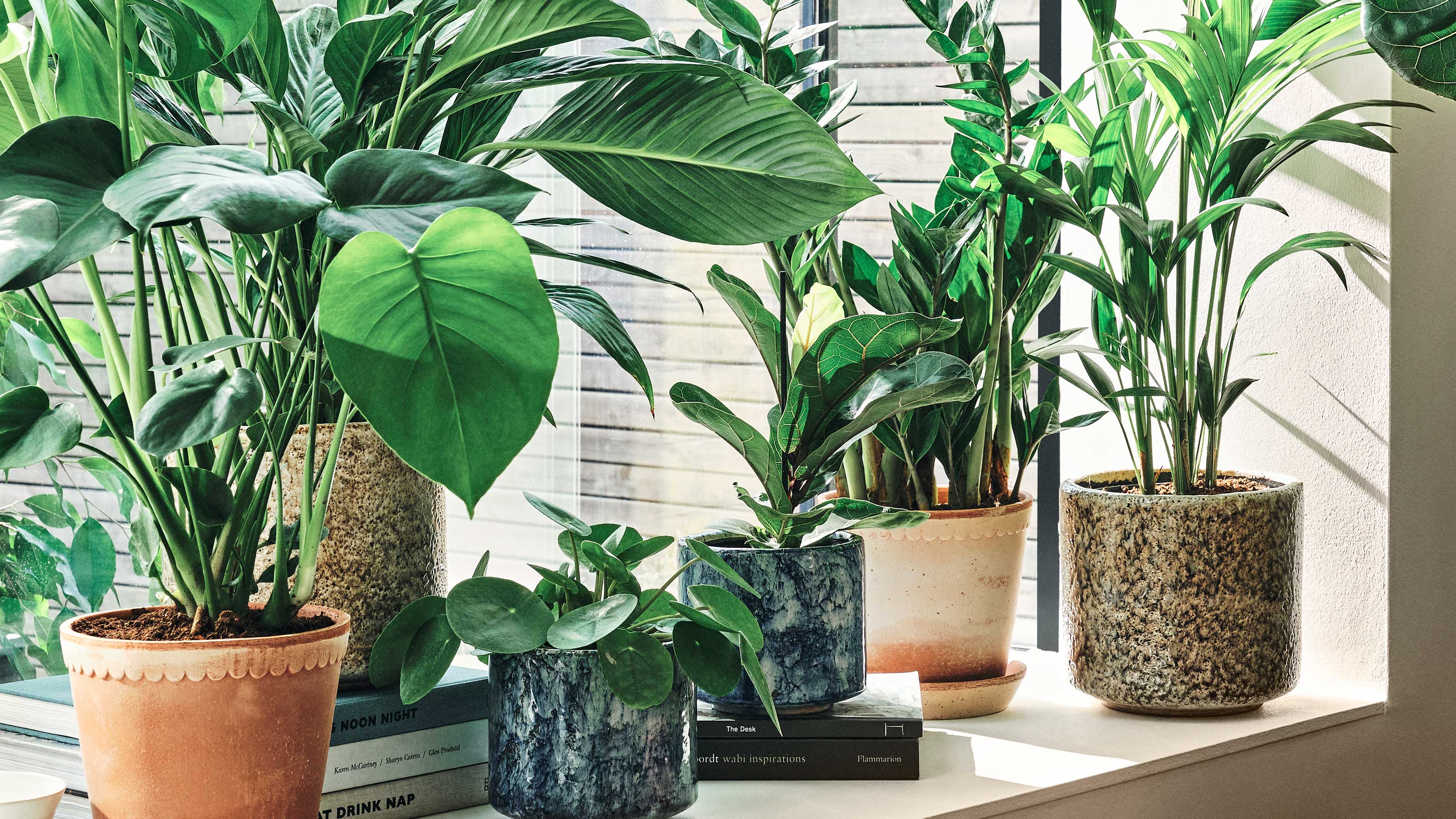 Trending House Plants of 2024- Indian Market – ChhajedGarden.com