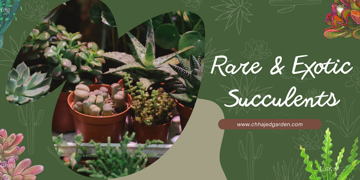 10 Unusual Succulents to Add to Your Collection! – ChhajedGarden.com
