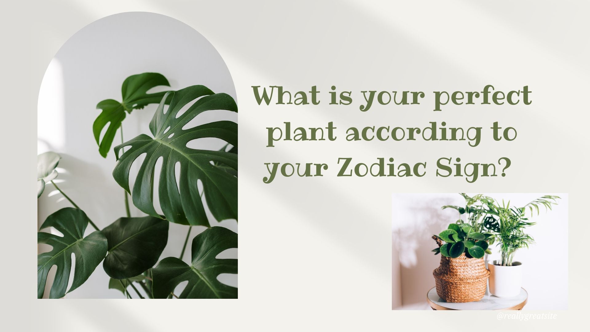 Your Perfect Plant According To Your Zodiac Sign – ChhajedGarden.com
