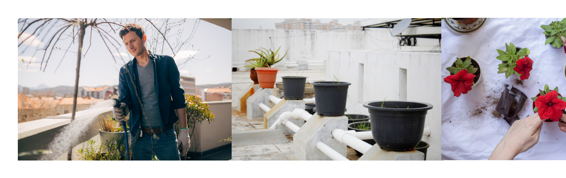 Terrace Garden Plants – ChhajedGarden.com