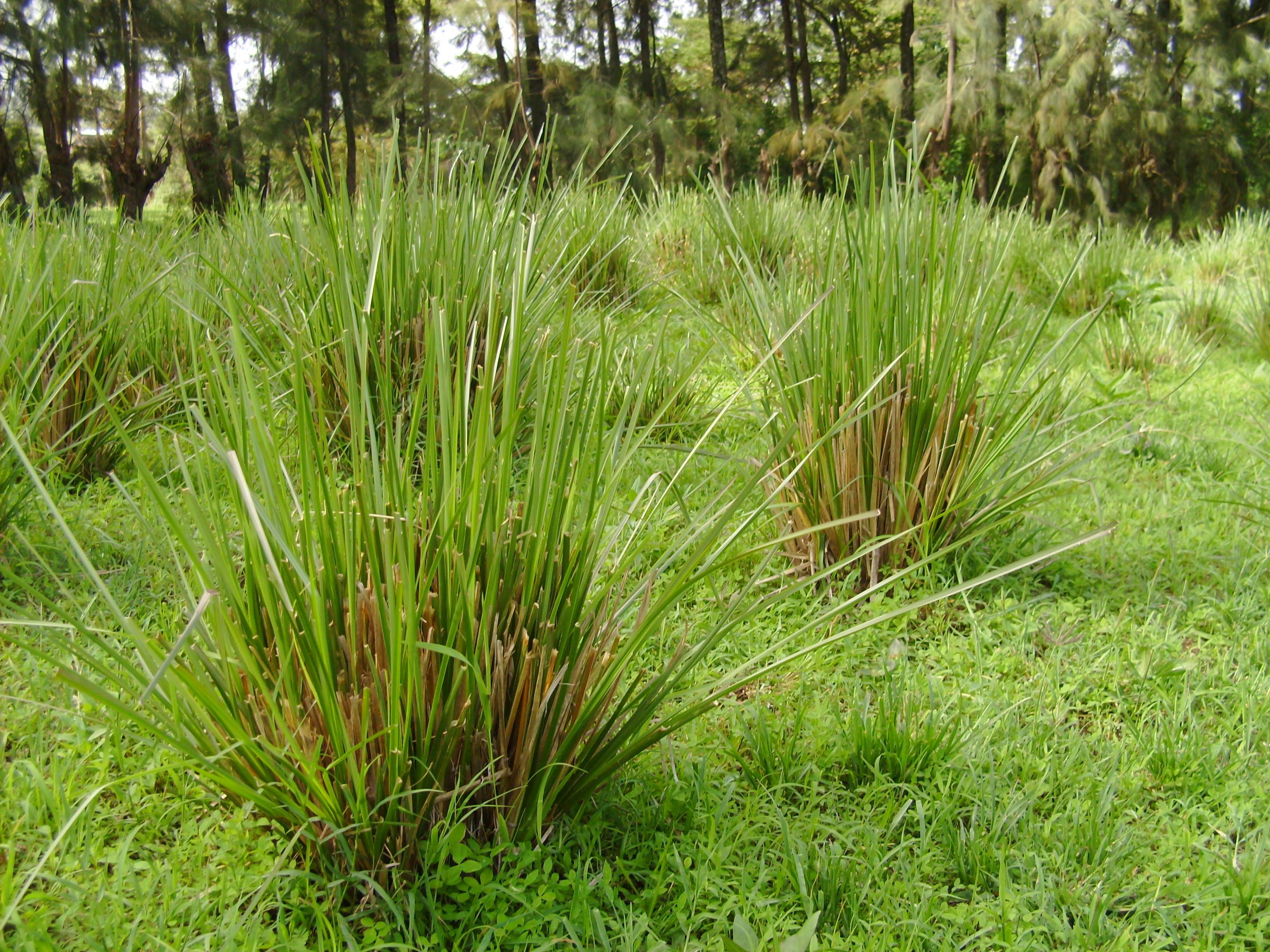 Vetiver Grass Vetiver Grass Plants Resilience In Rural Kenya
