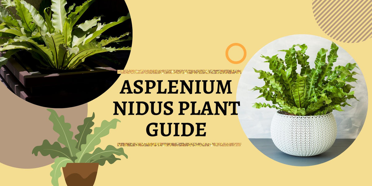 Asplenium Nidus: A Complete Plant Guide – ChhajedGarden.com