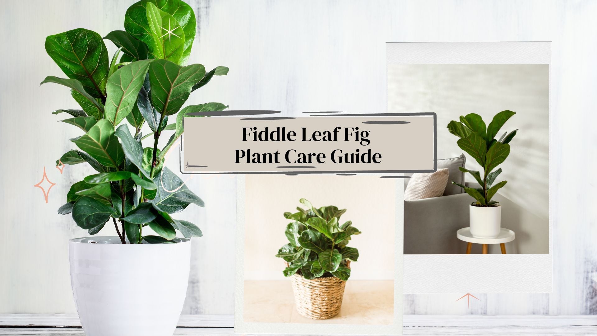 Fiddle Leaf Plant 101: A Beginner's Guide to Growing and Caring for Fi ...
