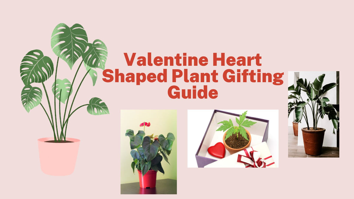 The 10 best plants with heart shaped leaves to show your love ...