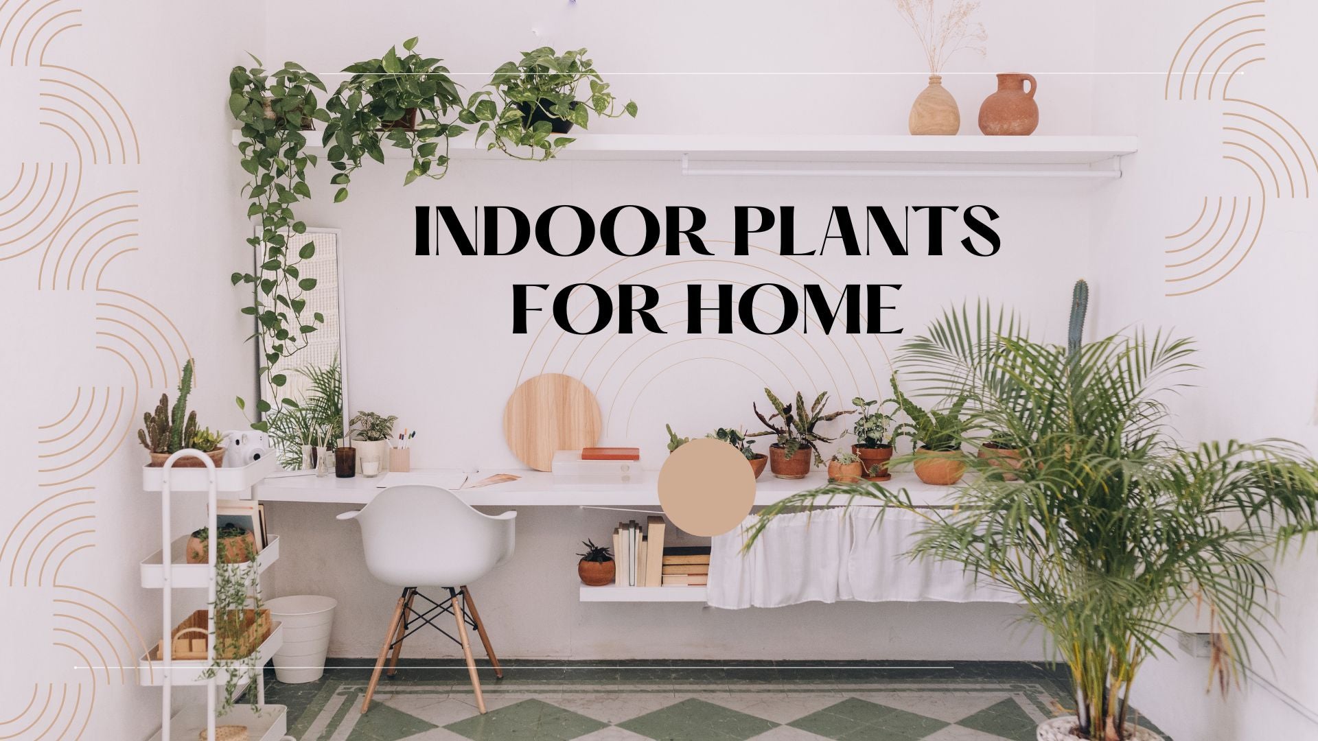 25 Easy to care Indoor Plants for Indian Homes – ChhajedGarden.com