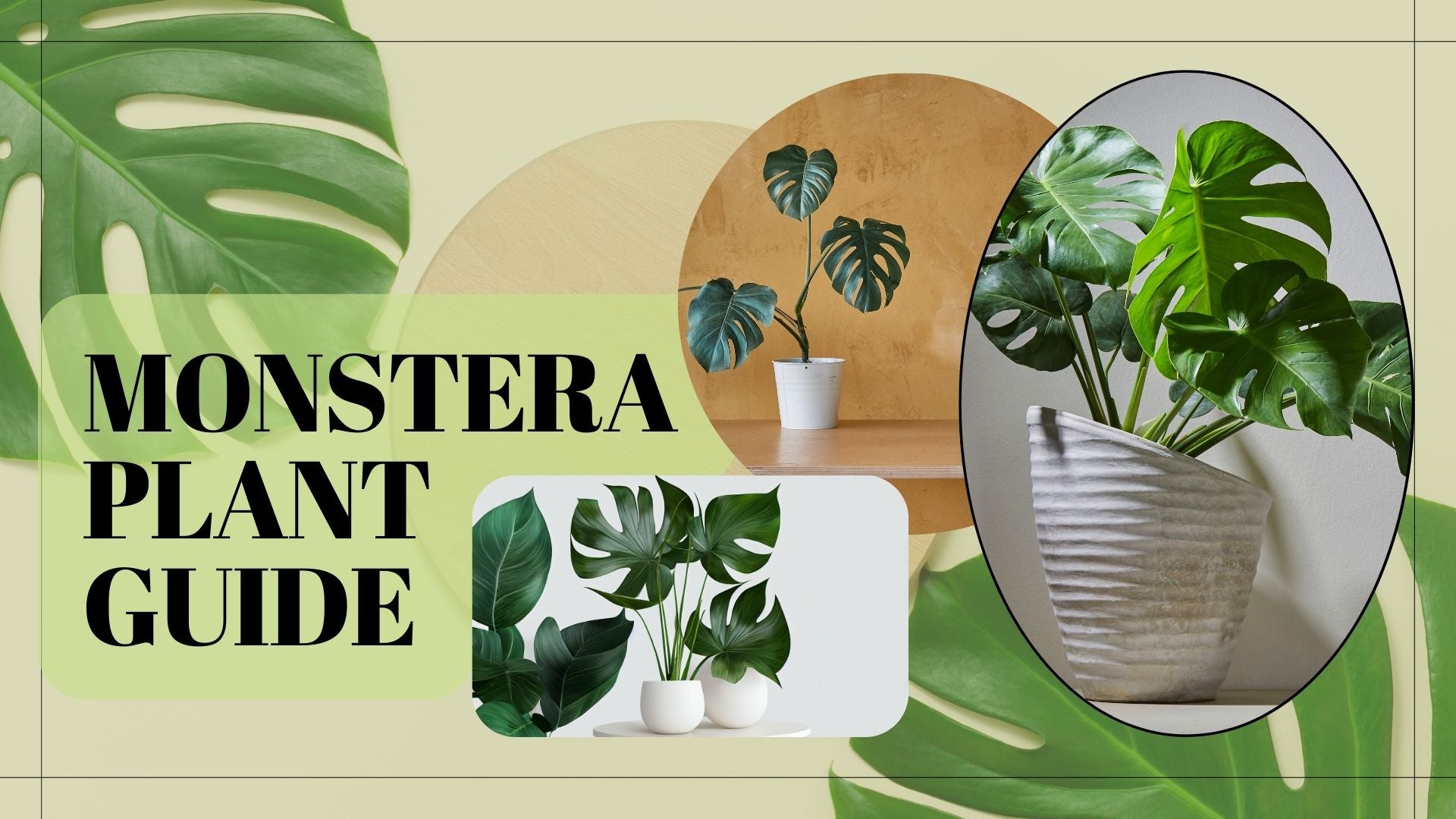 Monstera Plant Care Guide – ChhajedGarden.com