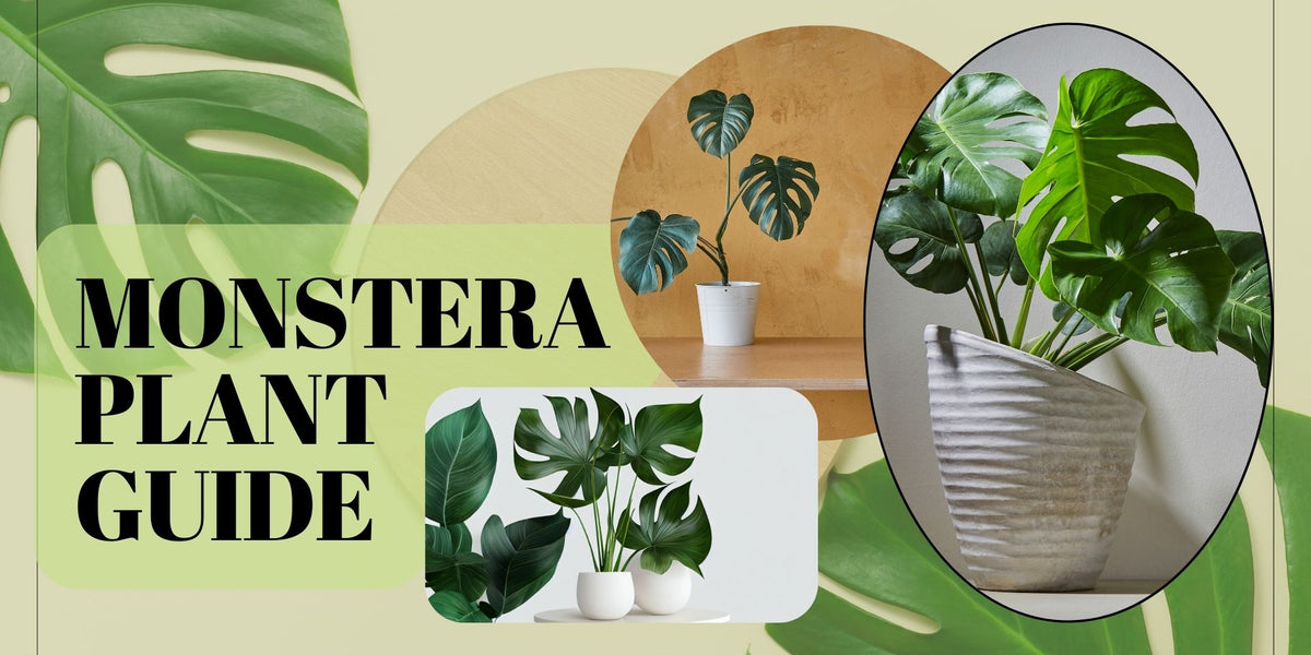 Monstera Plant Care Guide – ChhajedGarden.com