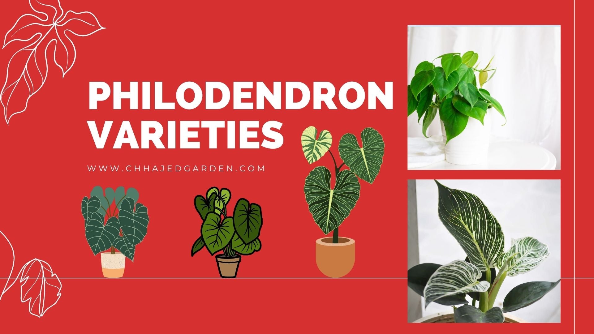 39 Stunning Philodendron Varieties – ChhajedGarden.com