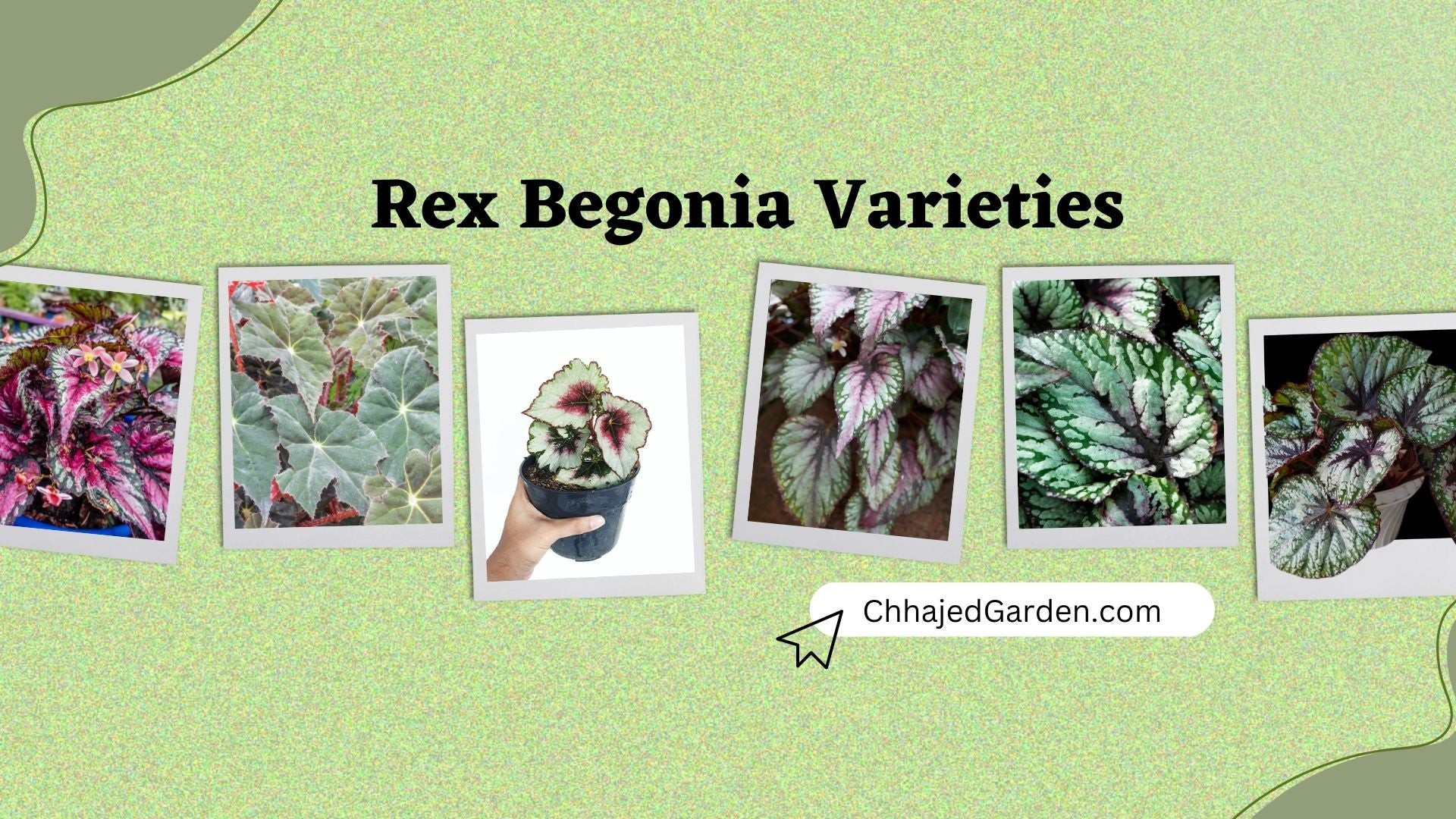 Rex Begonia: The 47 Most Stunning Varieties for Your Garden ...
