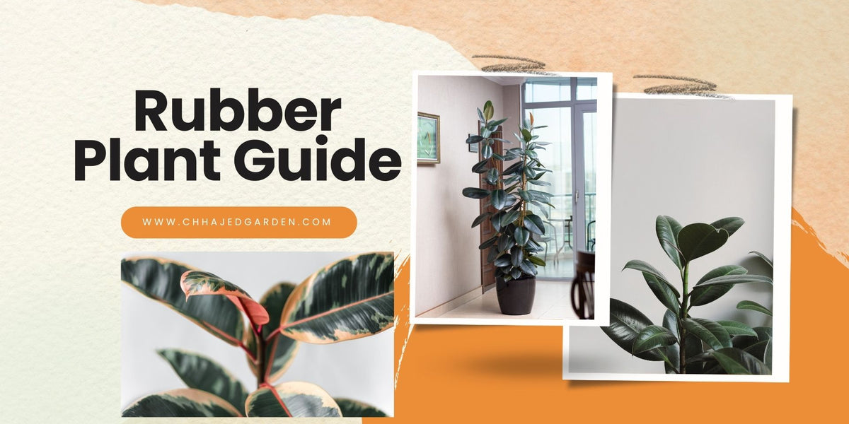 Rubber Plant Guide: Everything You Should Know About Growing Rubber Pl ...