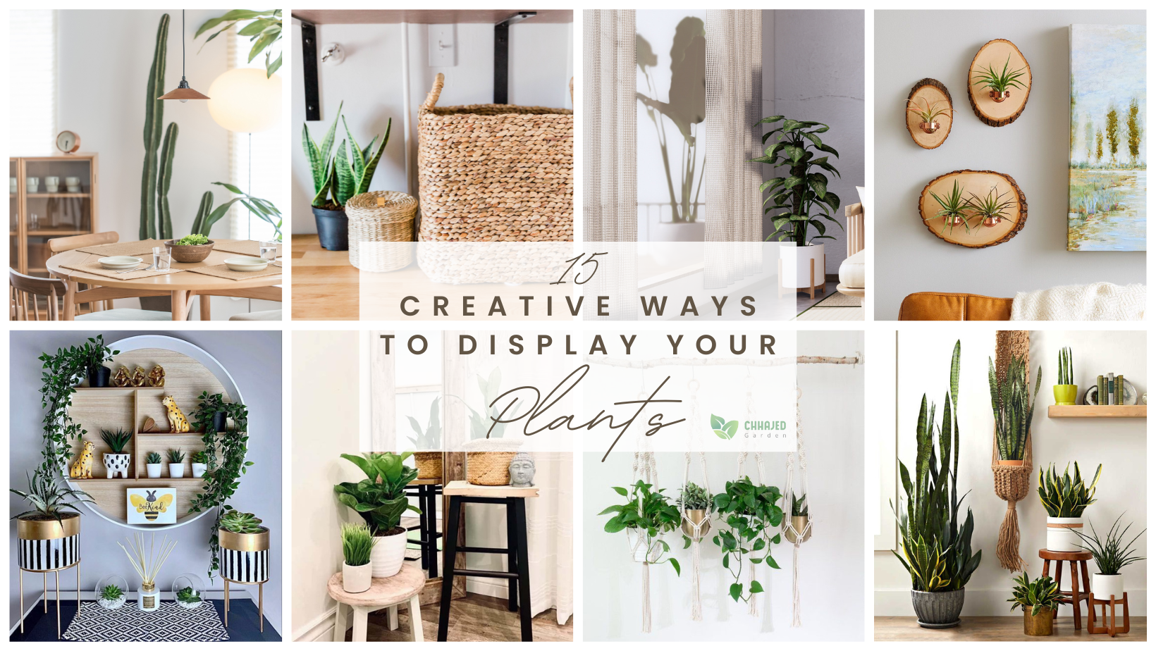 15 Creative Ways to Display Your Indoor Plants – ChhajedGarden.com