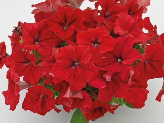 Petunia Success HD Red Flower Seeds | Buy Online India – ChhajedGarden.com