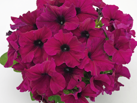 Petunia Success HD Burgundy Flower Seeds | Buy Online India ...
