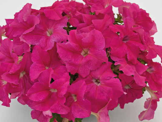 Petunia Success HD Pink Flower Seeds | Buy Online India – ChhajedGarden.com