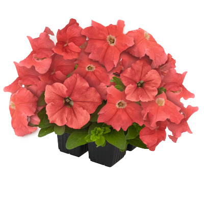 Petunia Success HD Salmon Flower Seeds | Buy Online India ...