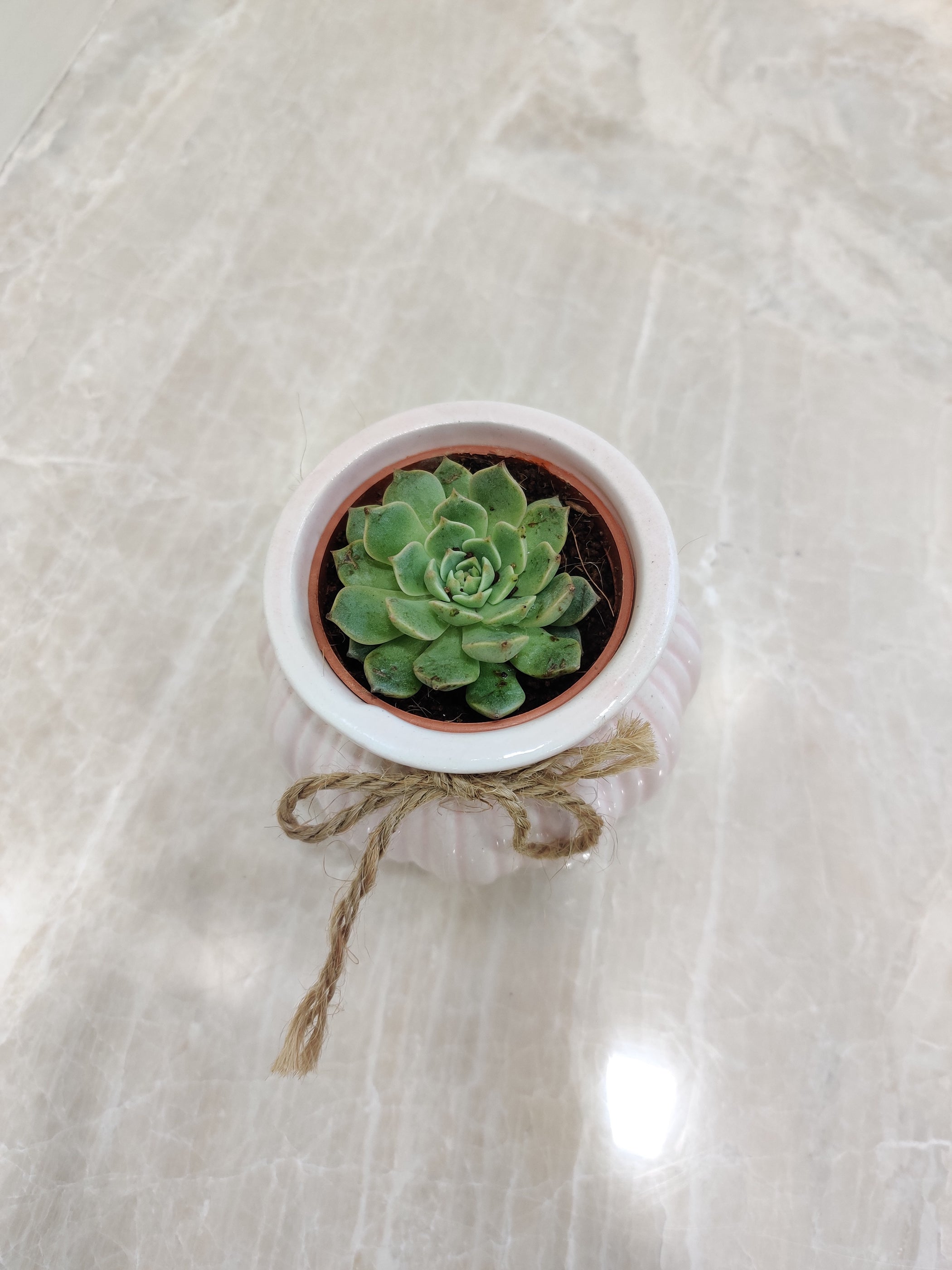 Premium Desk Succulent | Elegant Corporate Gifting – ChhajedGarden.com