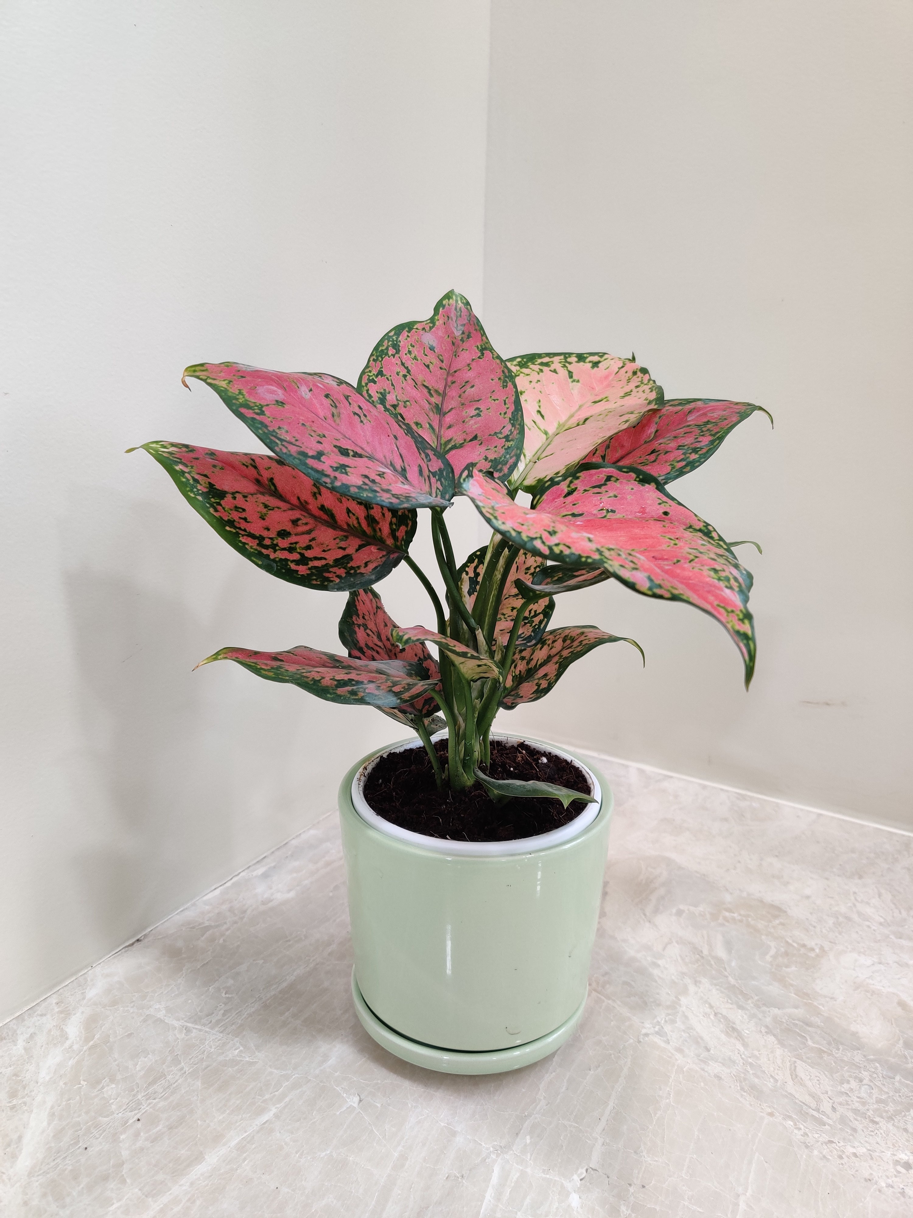 Aglaonema Anjuman: Perfect Corporate Gift Plant for Any Office ...