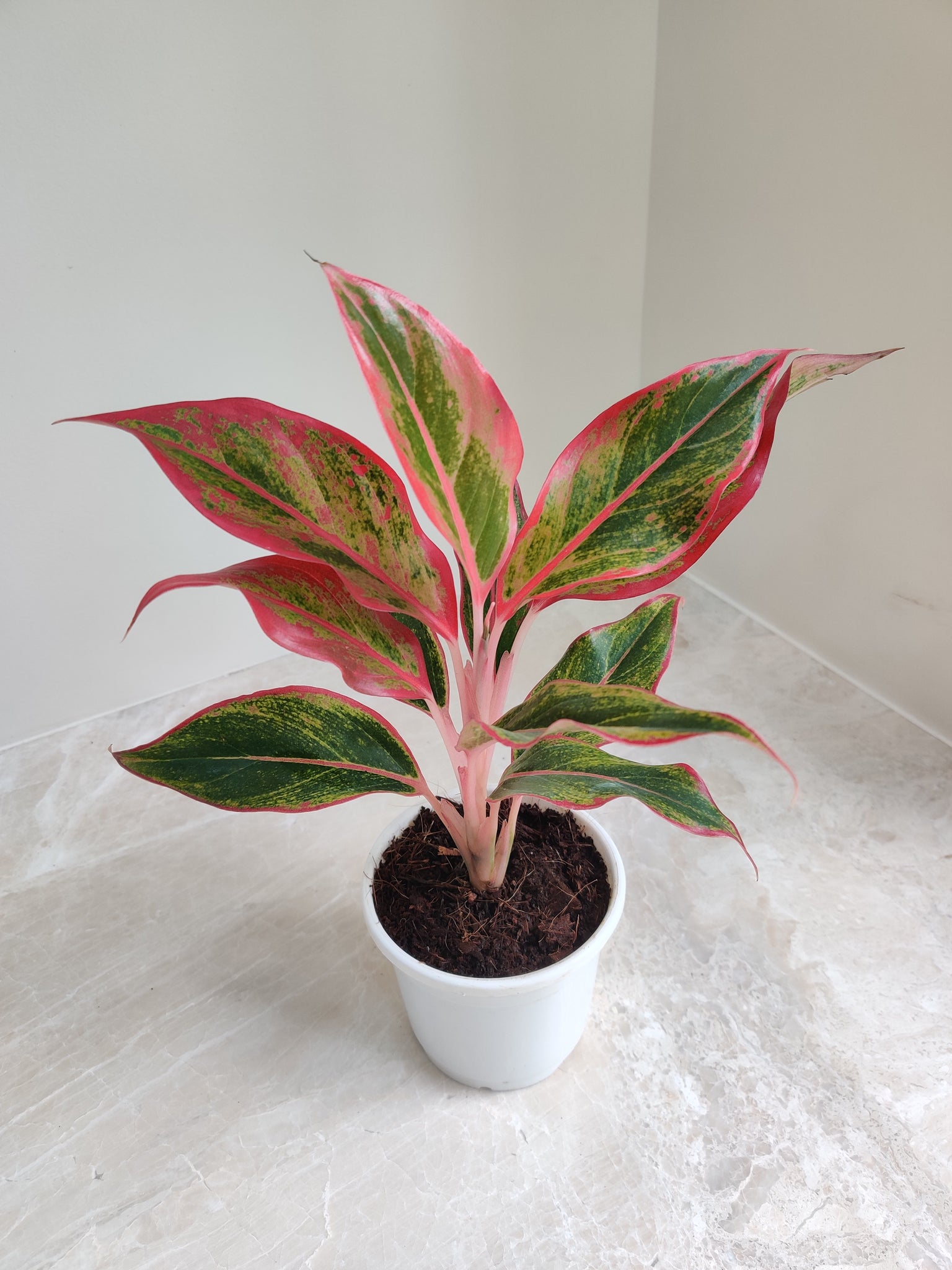42 Stunning Aglaonema Varieties You'll Adore – ChhajedGarden.com