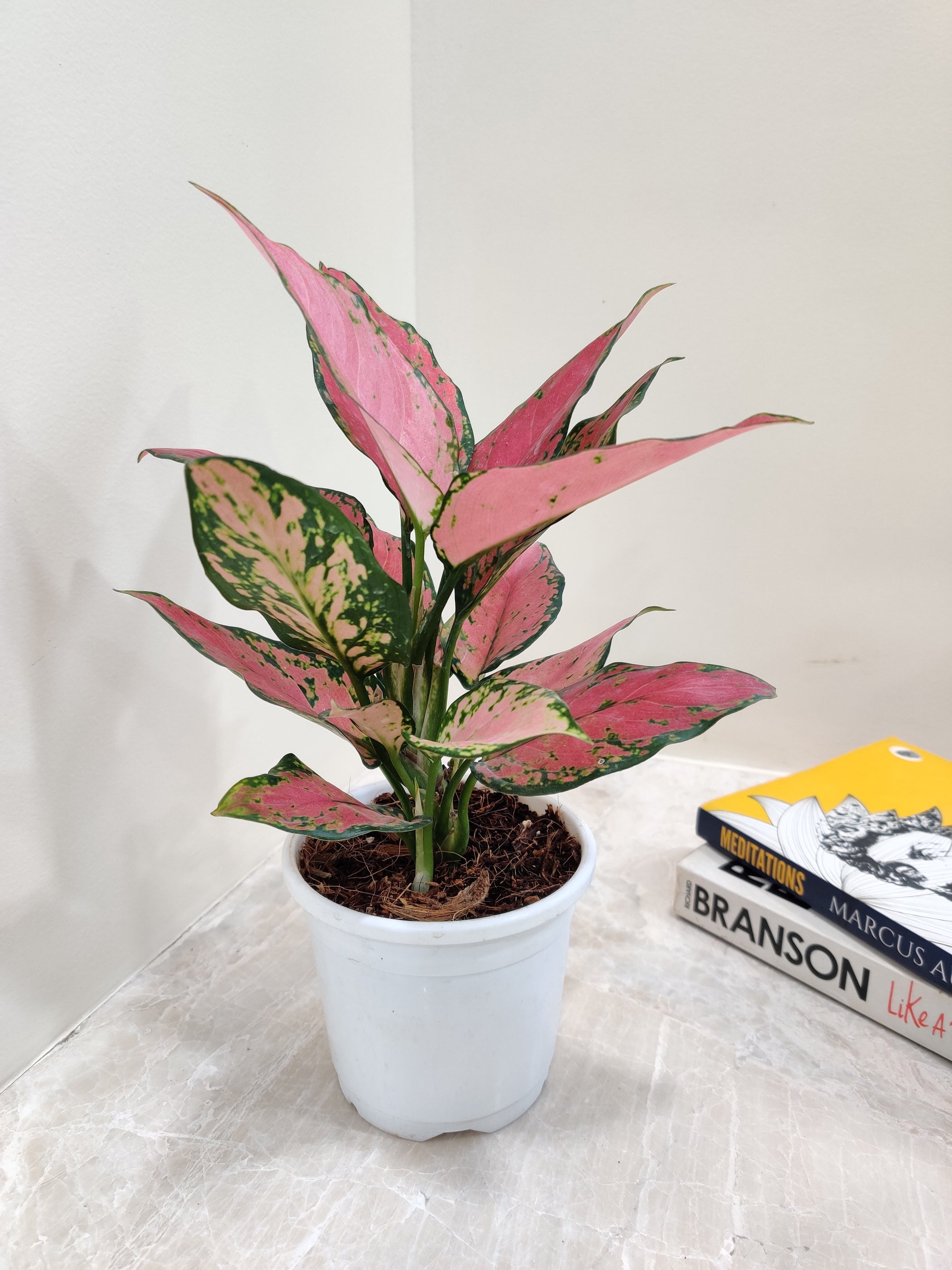 Buy Aglaonema Pink Plant Online for Stunning Indoors – ChhajedGarden.com