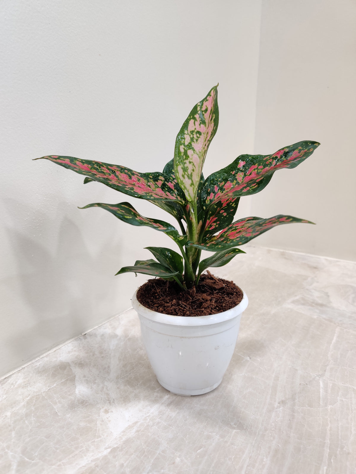Buy Aglaonema Rui - Brighten Spaces with Ease – ChhajedGarden.com