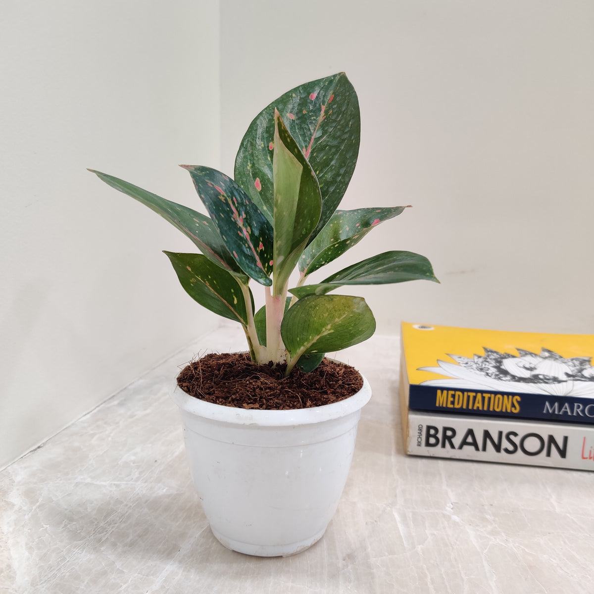 Buy Aglaonema 'Star Dust' Plant Online | Fresh & Lush – ChhajedGarden.com