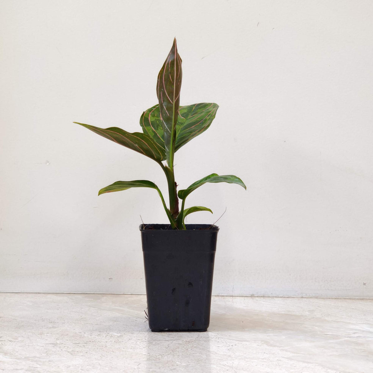 Aglaonema Red Army Plant In 7 Cm Pot – ChhajedGarden.com