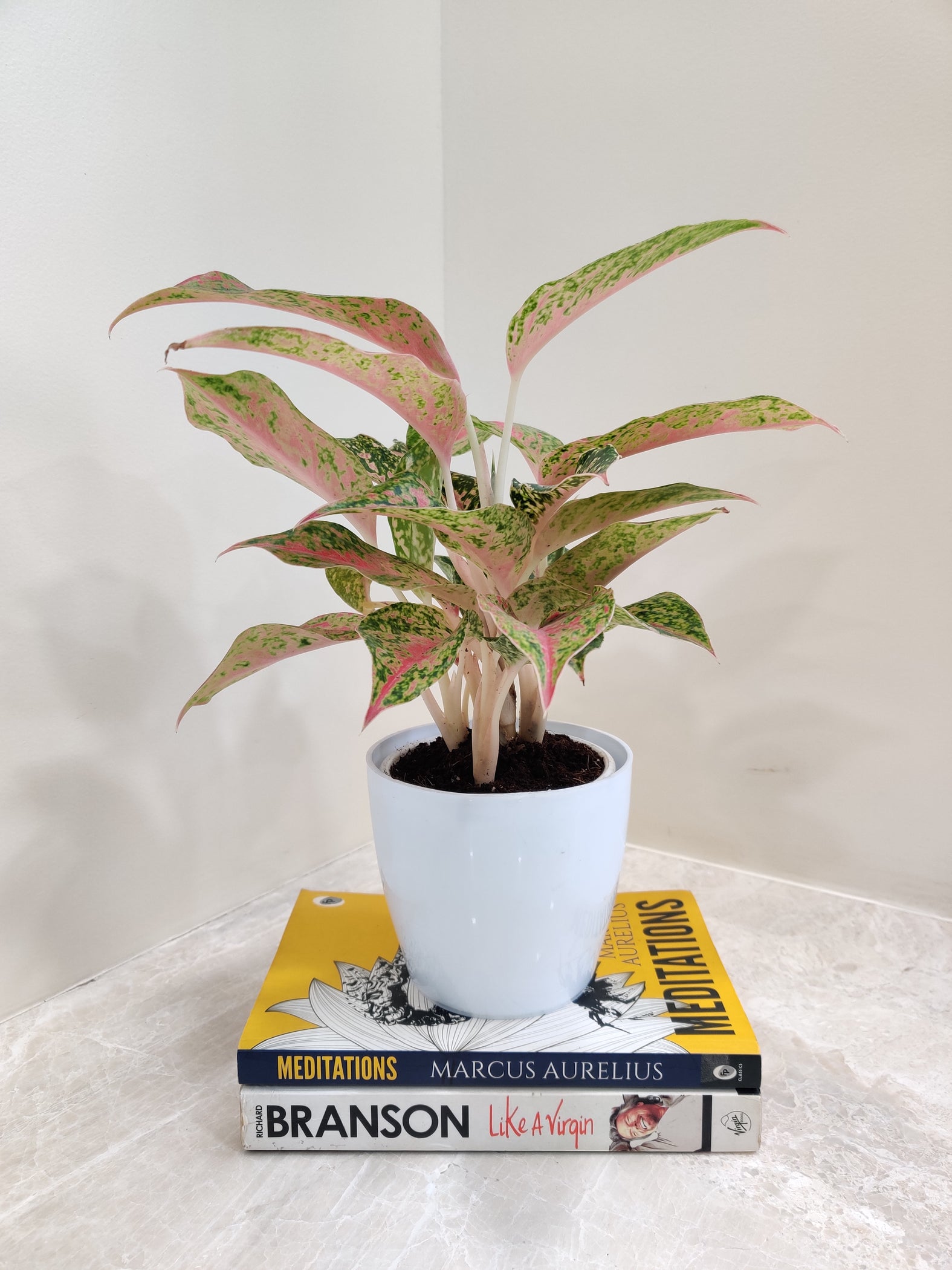 Aglaonema Firework Plant for Offices - Freshen Your Desk ...