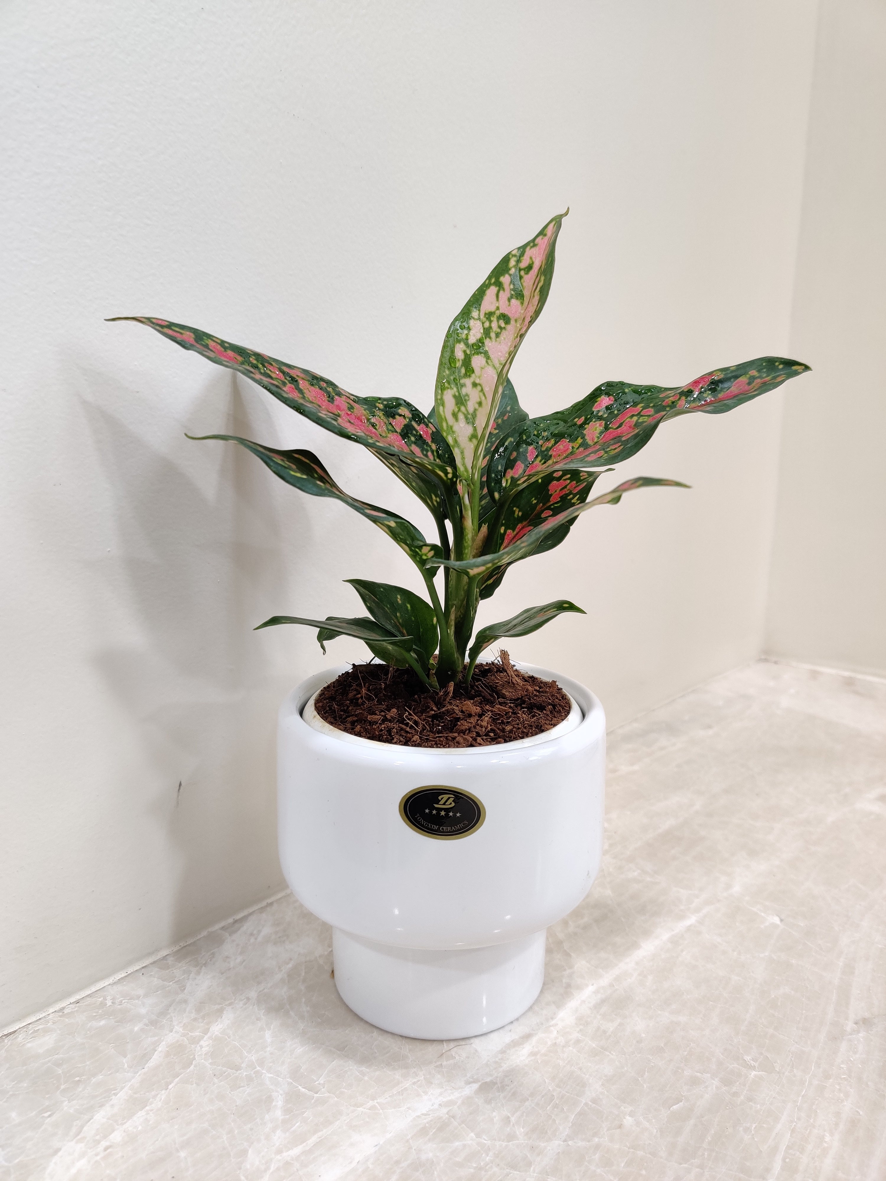Buy Aglaonema Rui Plant for Corporate Gifting - Fresh & Elegant ...