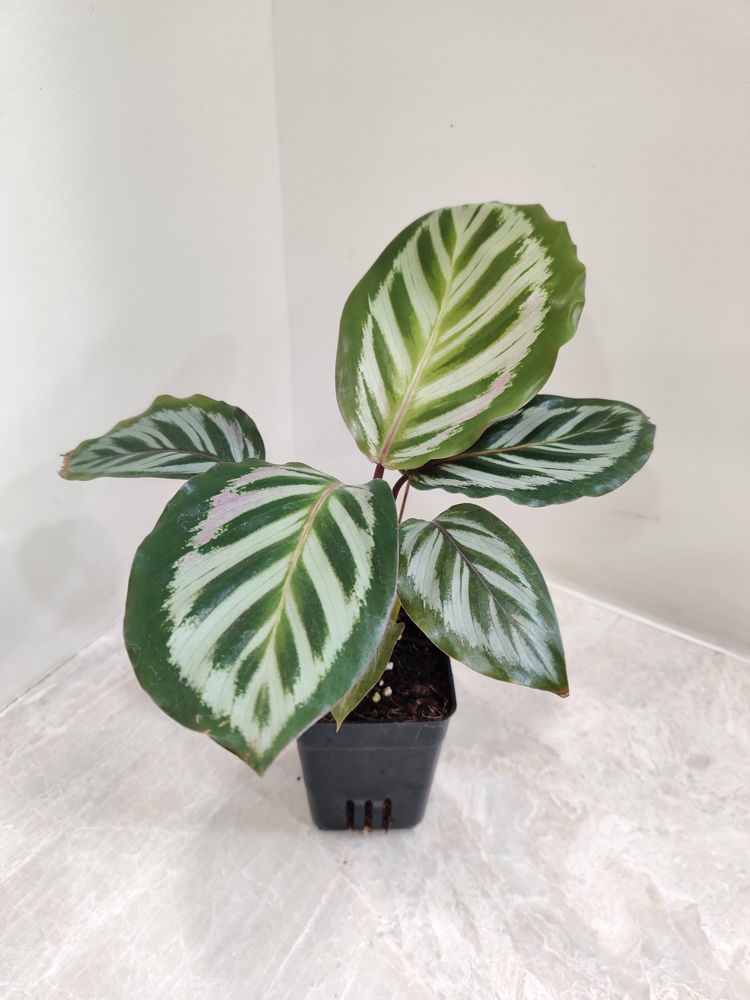 Buy Calathea 'Cora' - Lush & Compact | Indoor Plant – ChhajedGarden.com