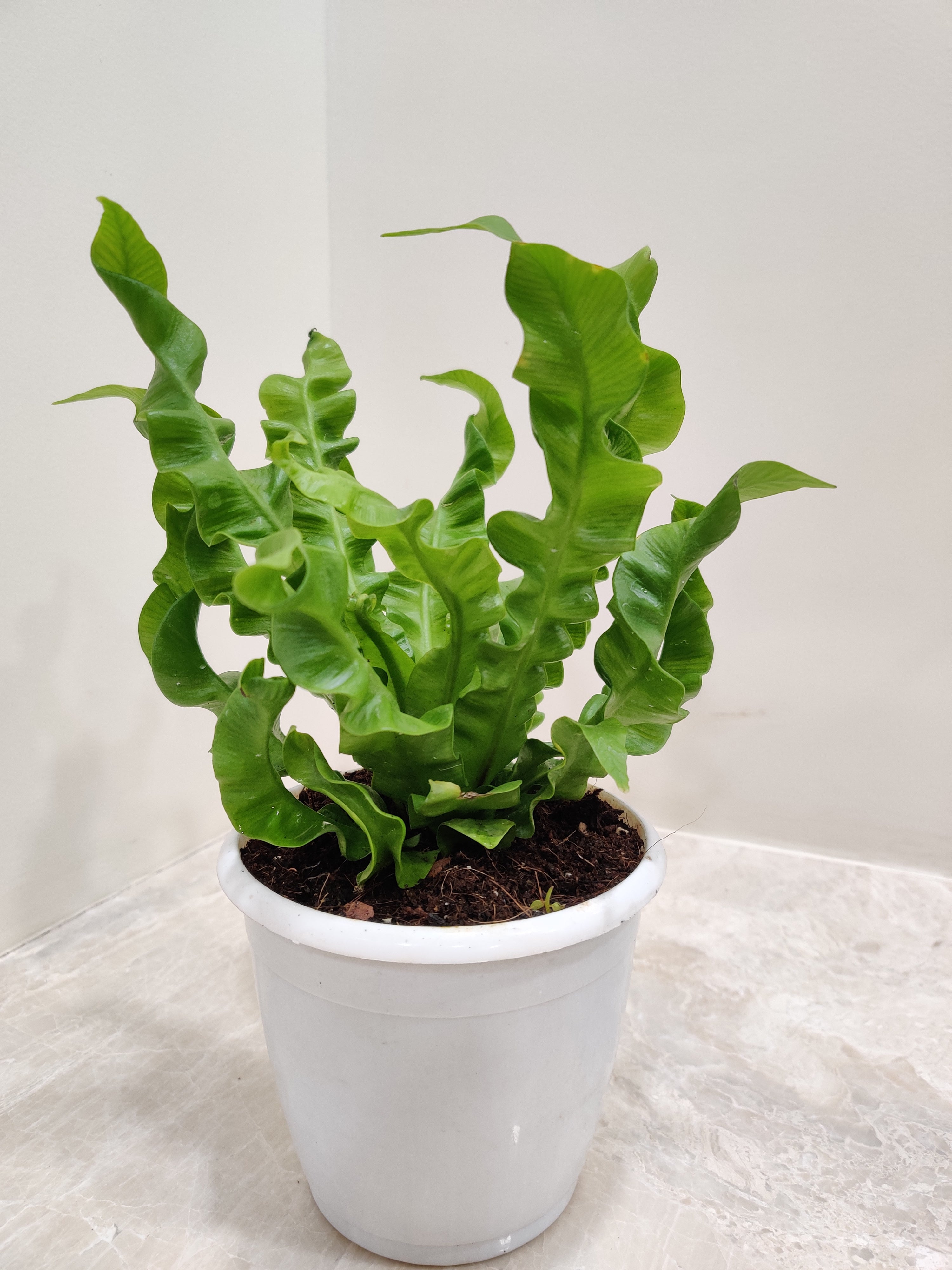 Crispy Wave Fern Elegant & Air-Purifying Indoor Plant – ChhajedGarden.com