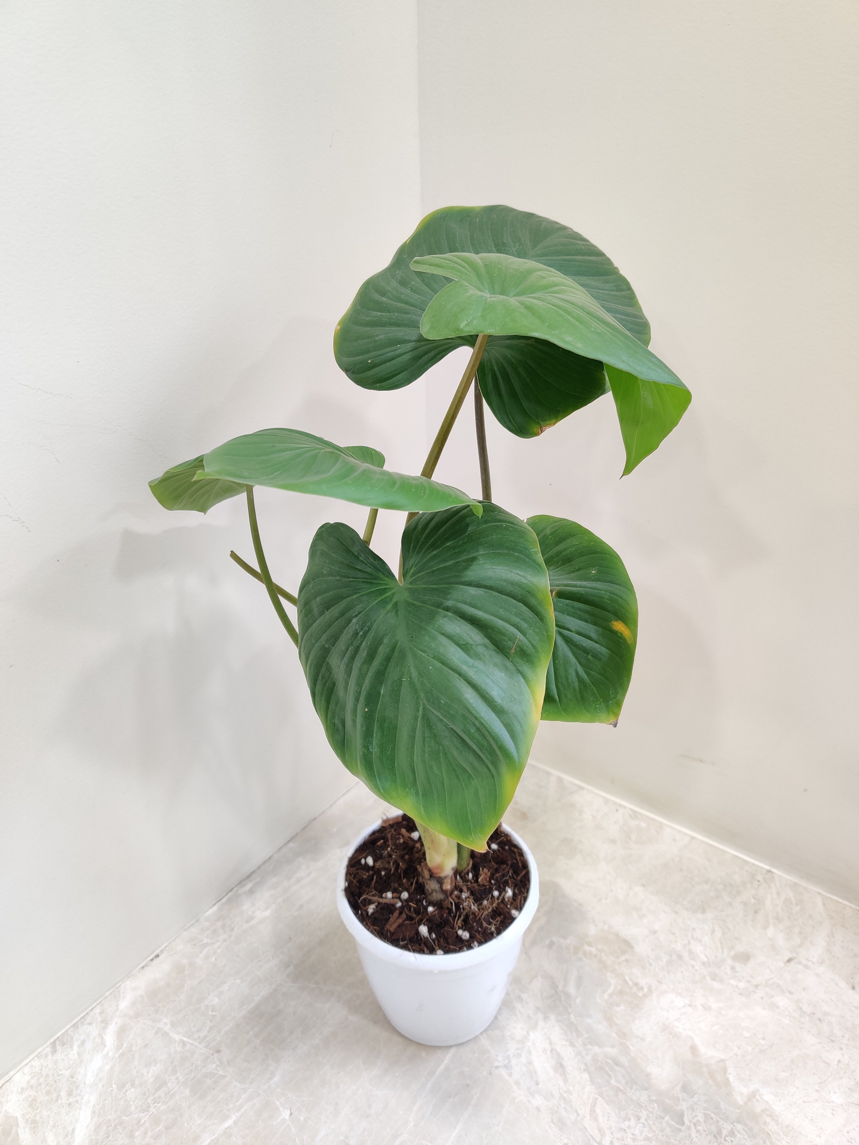 Buy Homalomena Green Plant Online | Easy Care & Air Purifying ...