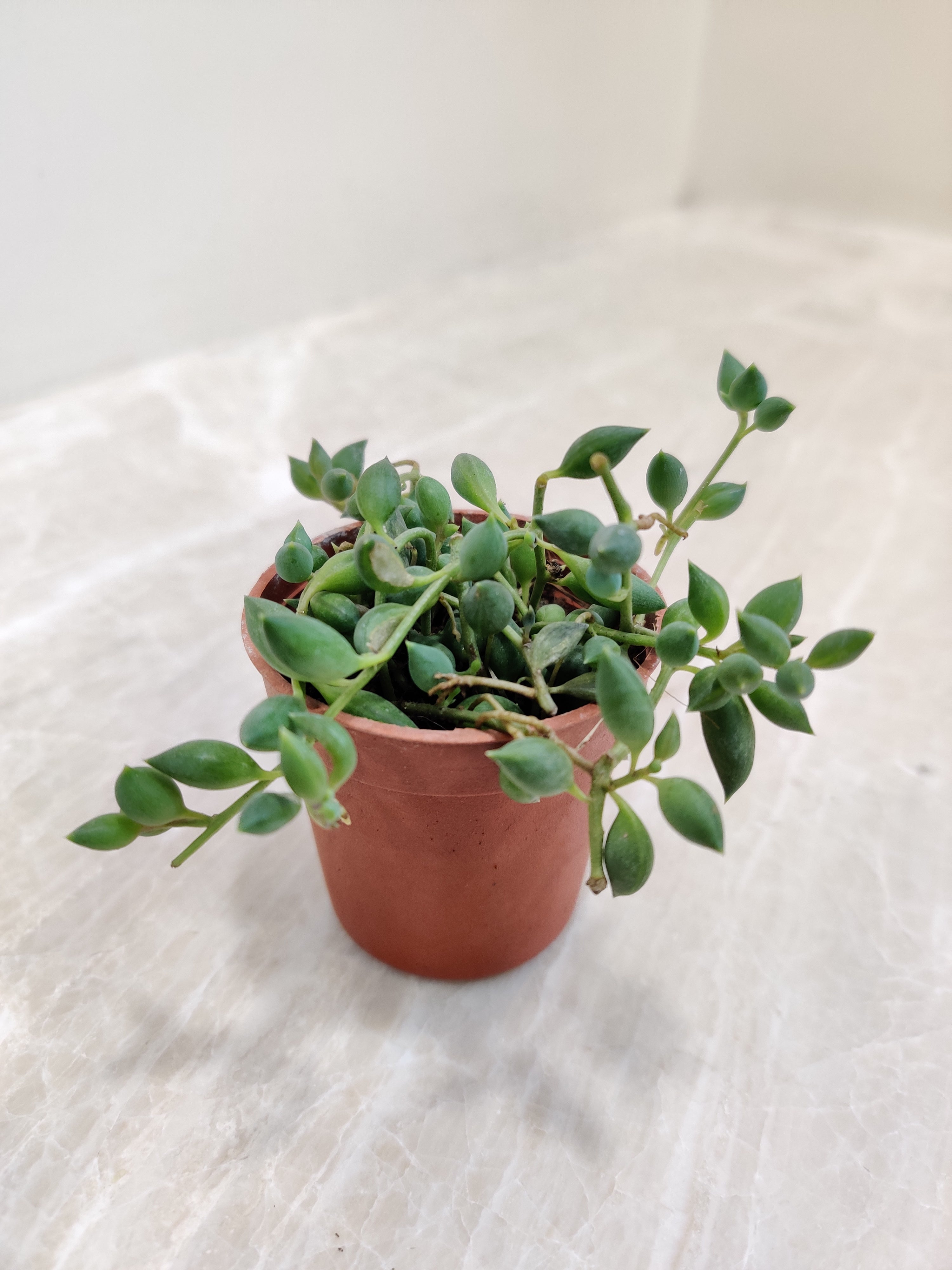String of Tears Succulent - Lush Trailing Plant – ChhajedGarden.com