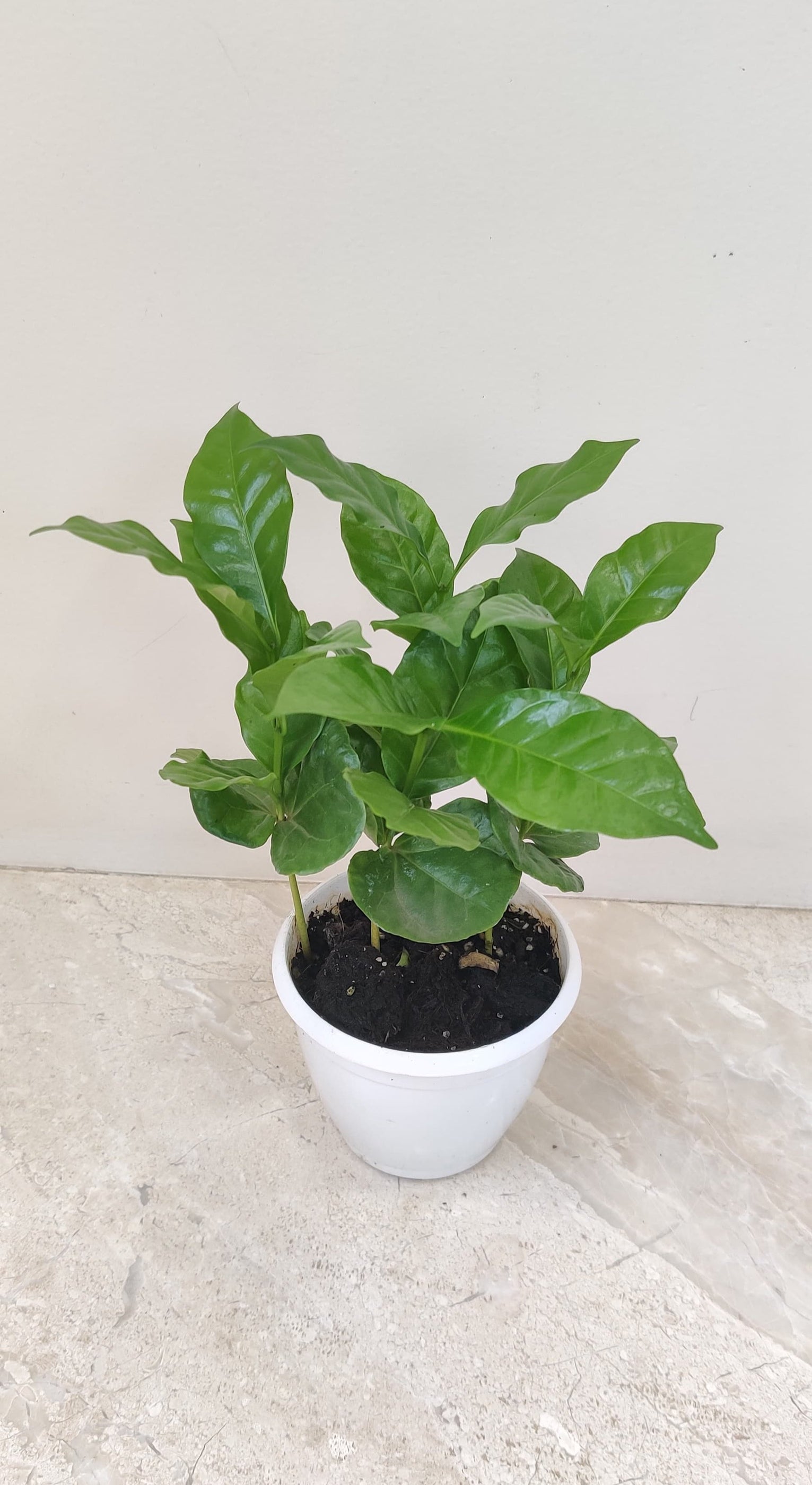 Buy Coffee Plant (Coffea Arabica) - Air Purifying & Low Maintenance ...