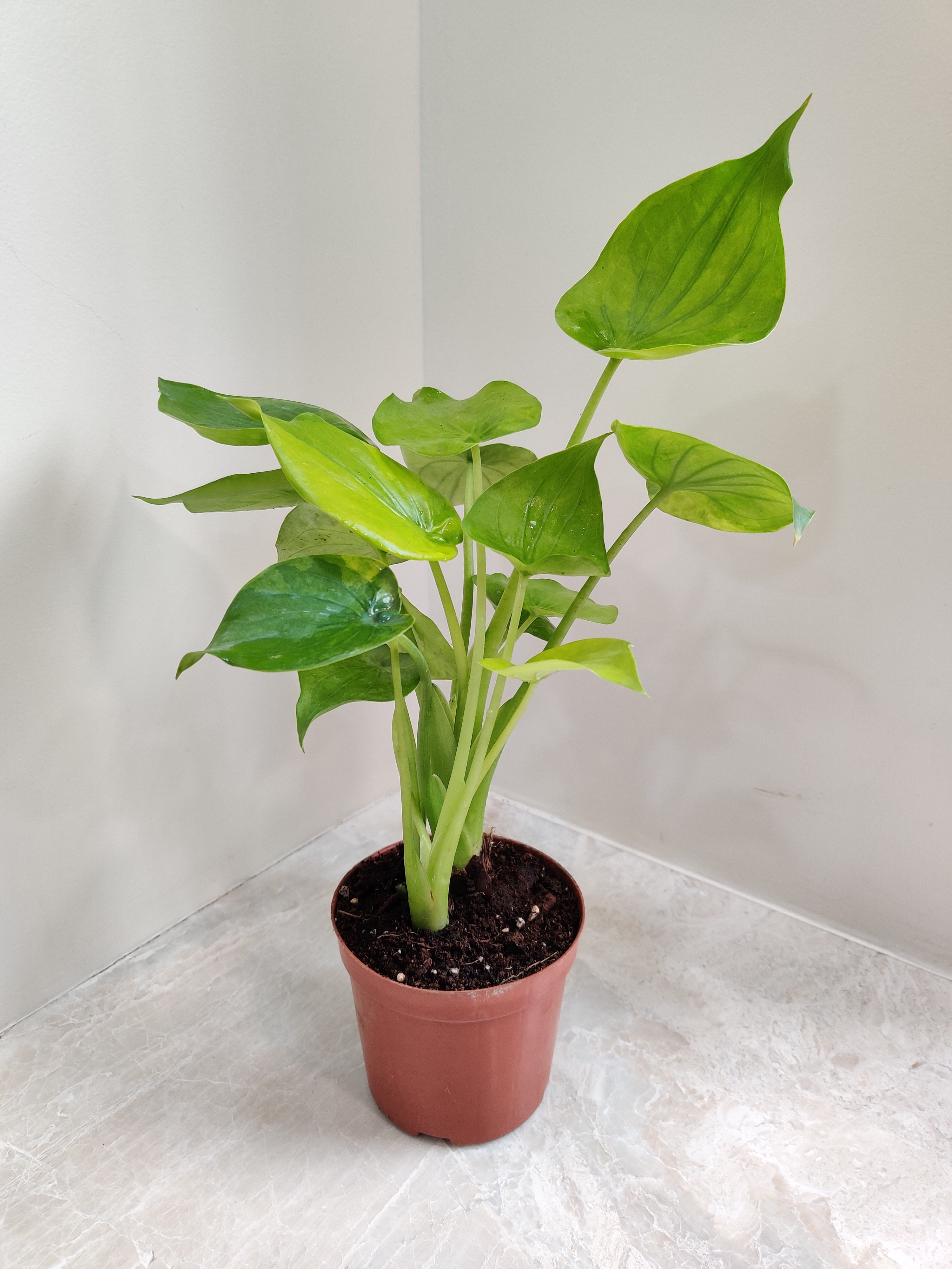 Buy Alocasia Cucullata (Buddha’s Palm) Plant Online India | Safe ...