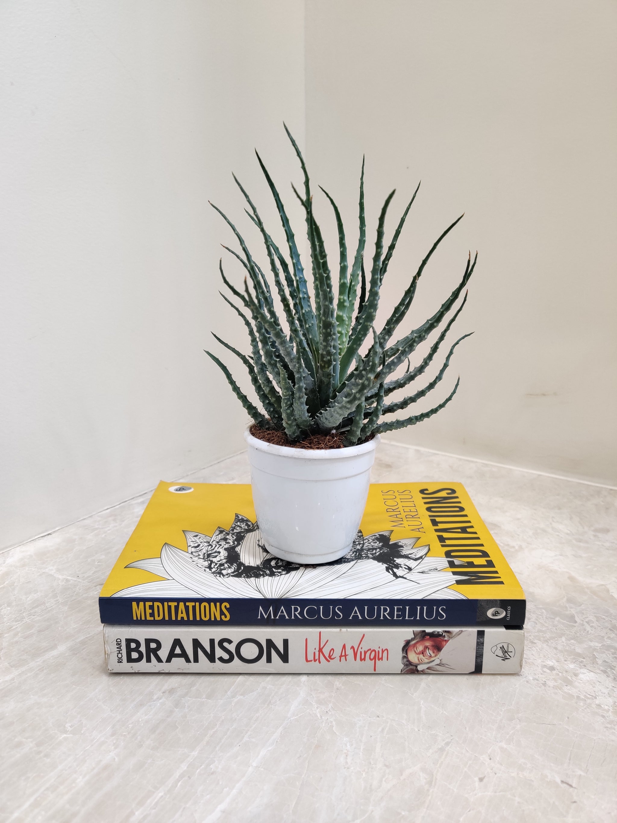 The Top 12 Terrarium Plants for Novices – ChhajedGarden.com