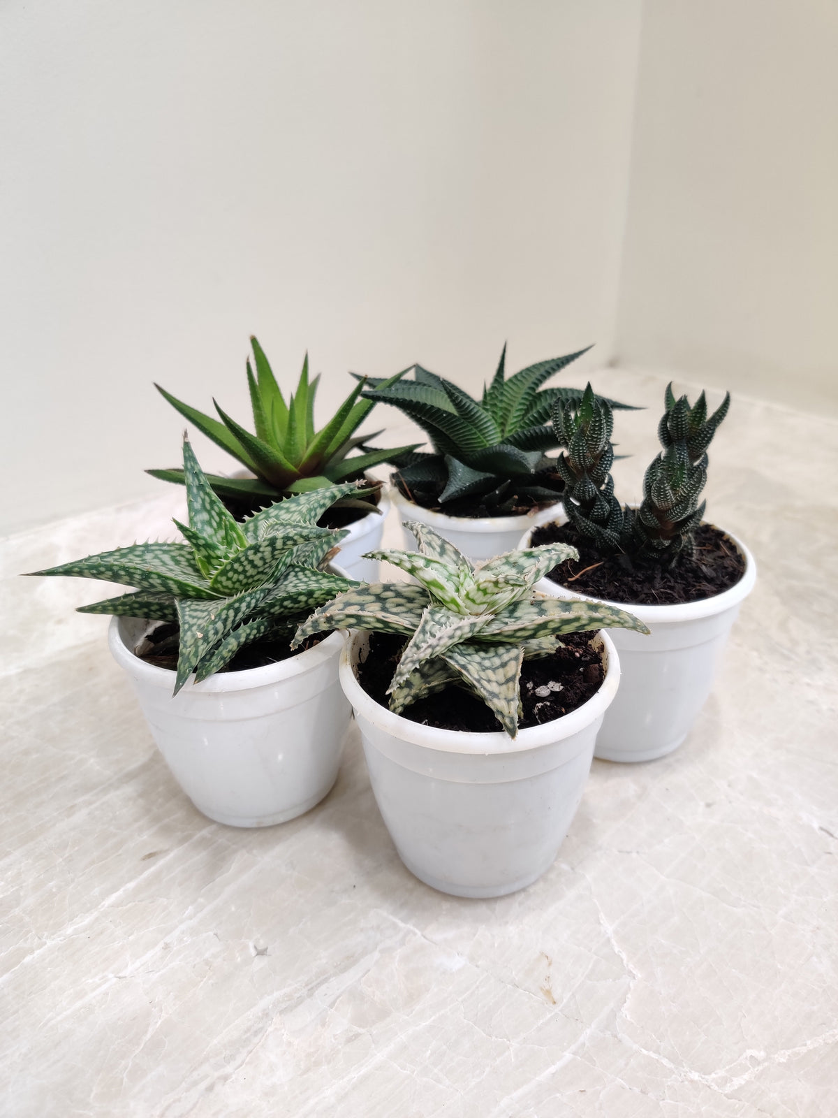 Buy Aloe Succulent Plants Online | Set of 5 Mini Aloes – ChhajedGarden.com