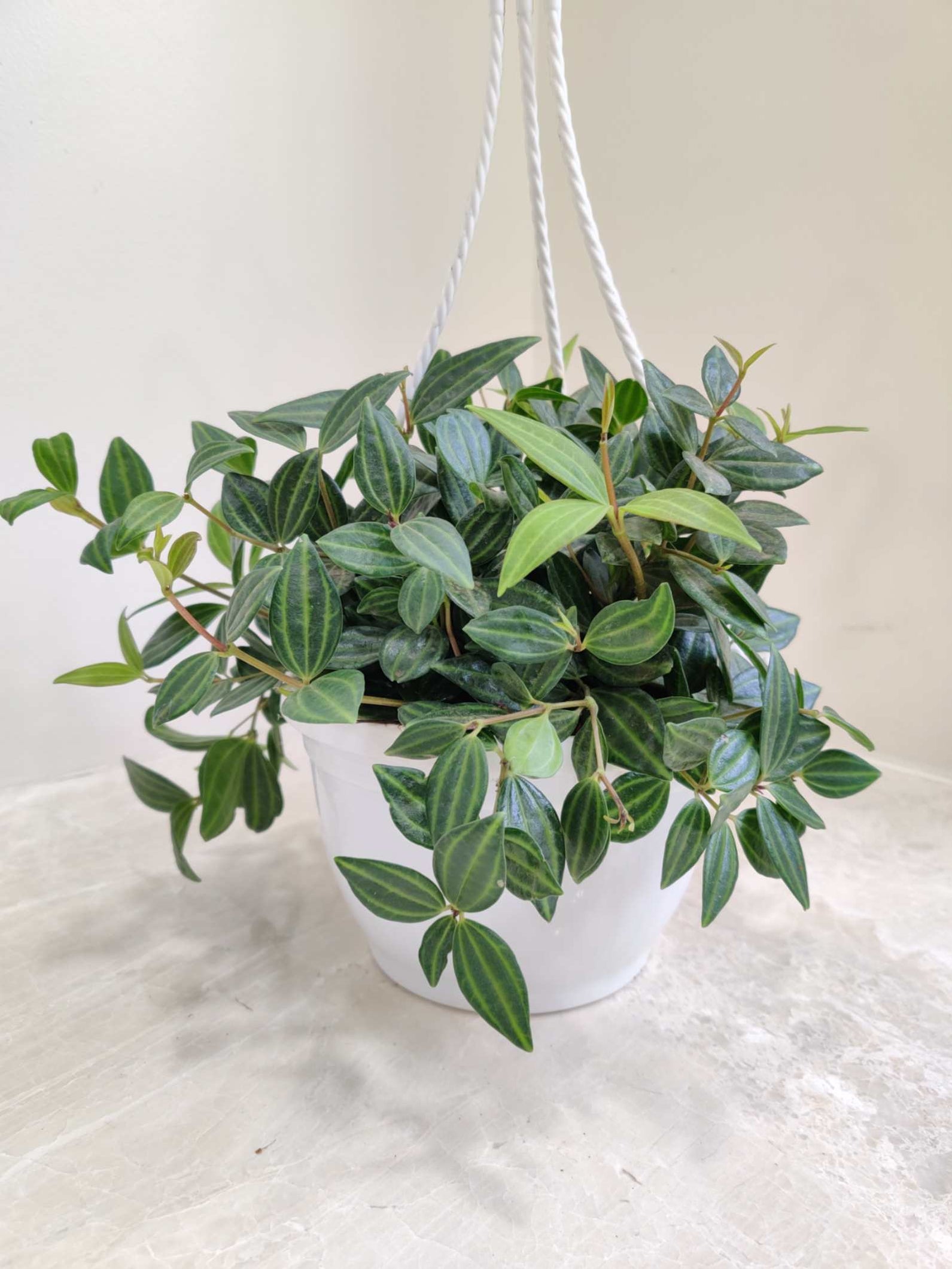 Buy Peperomia Caperata Green Hanging Plant - Charming and Green ...